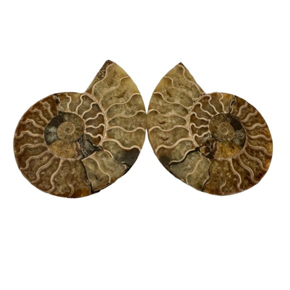 Accents | Ammonites Fossil Shells Whole Cut In Half And Polished Made ...